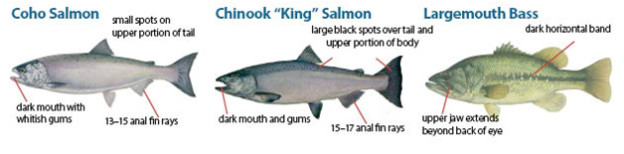 Michigan Fish | Big Whitefish Lake Association