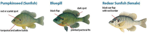 Michigan Fish | Big Whitefish Lake Association