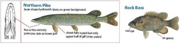 Michigan Fish | Big Whitefish Lake Association